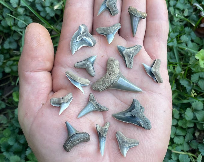 Set of (15) Fossil Shark Teeth/calvert Cliffs Fossil Shark Teeth/top ...