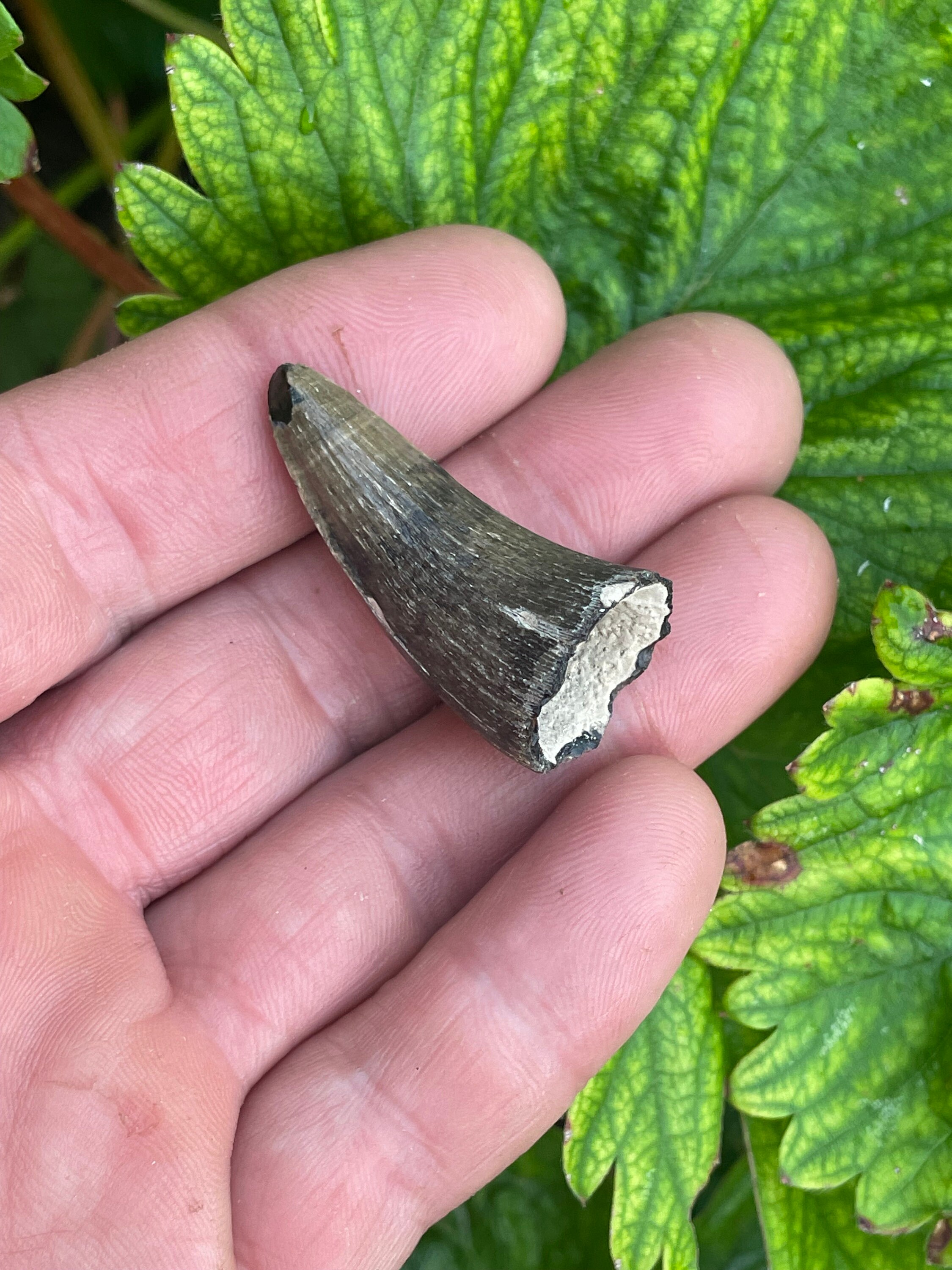 Large Fossil Crocodile Tooth/apex Predator/calvert Formation/calvert ...