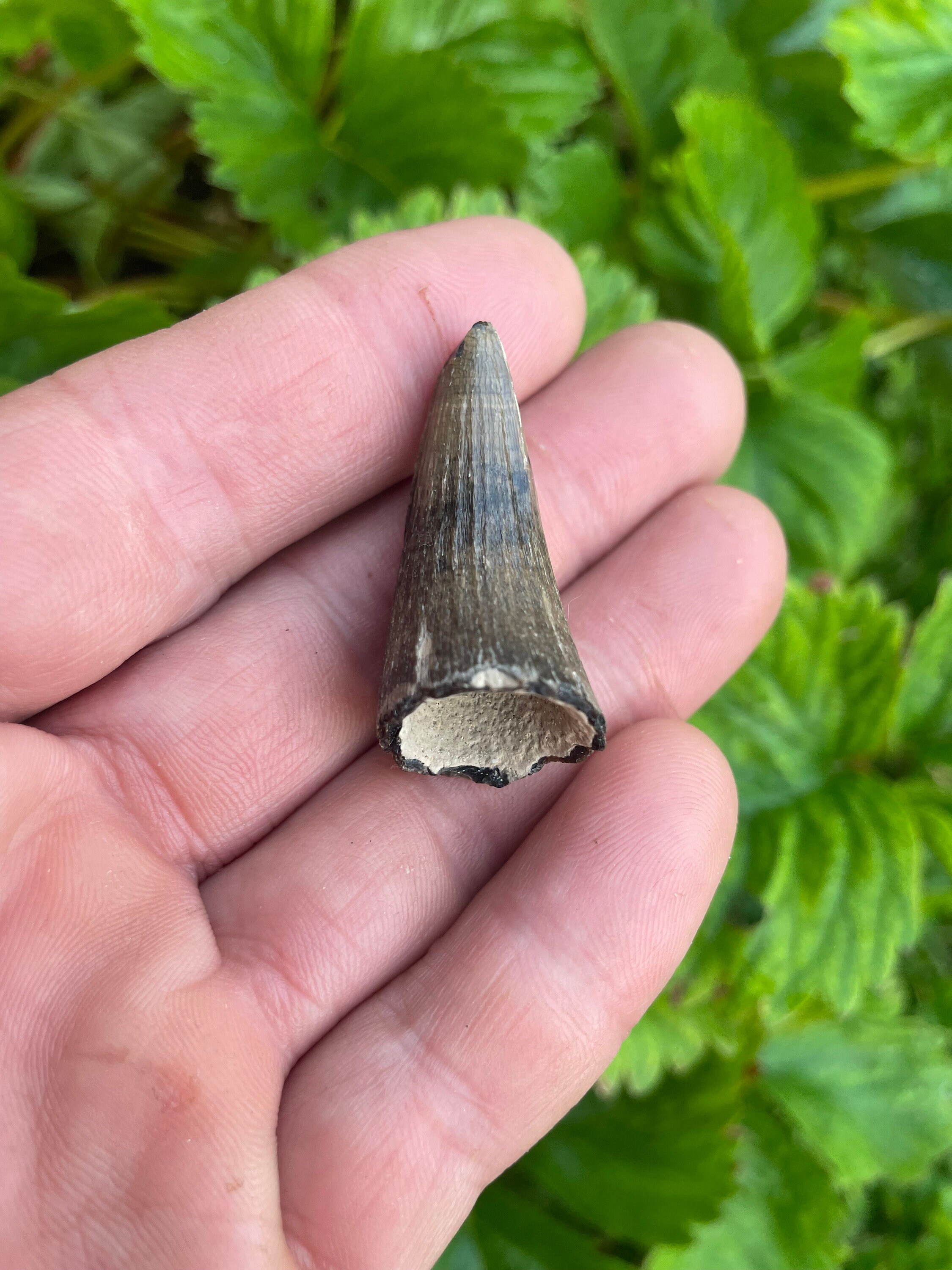 Large Fossil Crocodile Tooth/apex Predator/calvert Formation/calvert ...