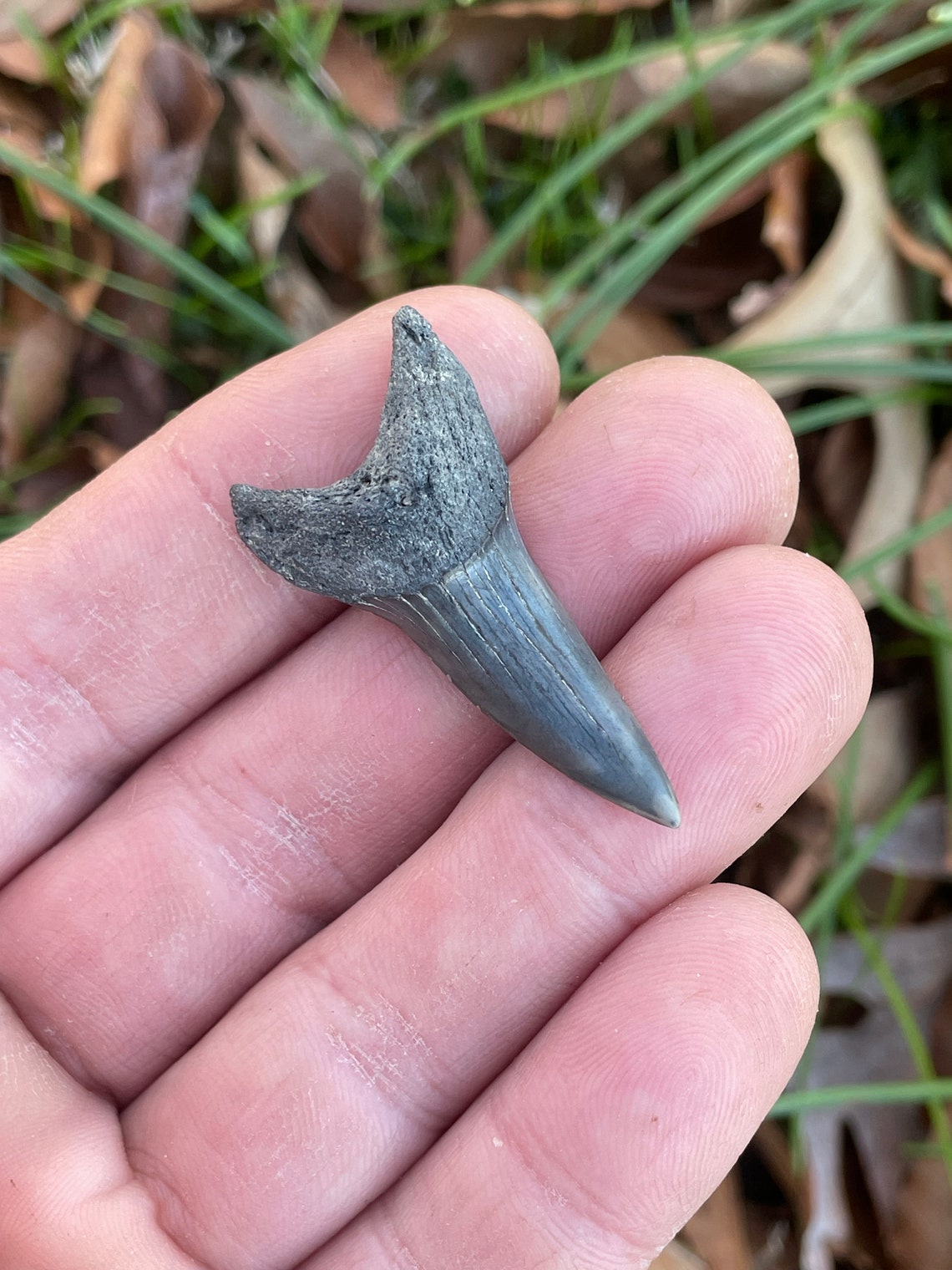 Carcharodon Hastalis Fossil Shark Tooth/calvert Cliffs Maryland ...