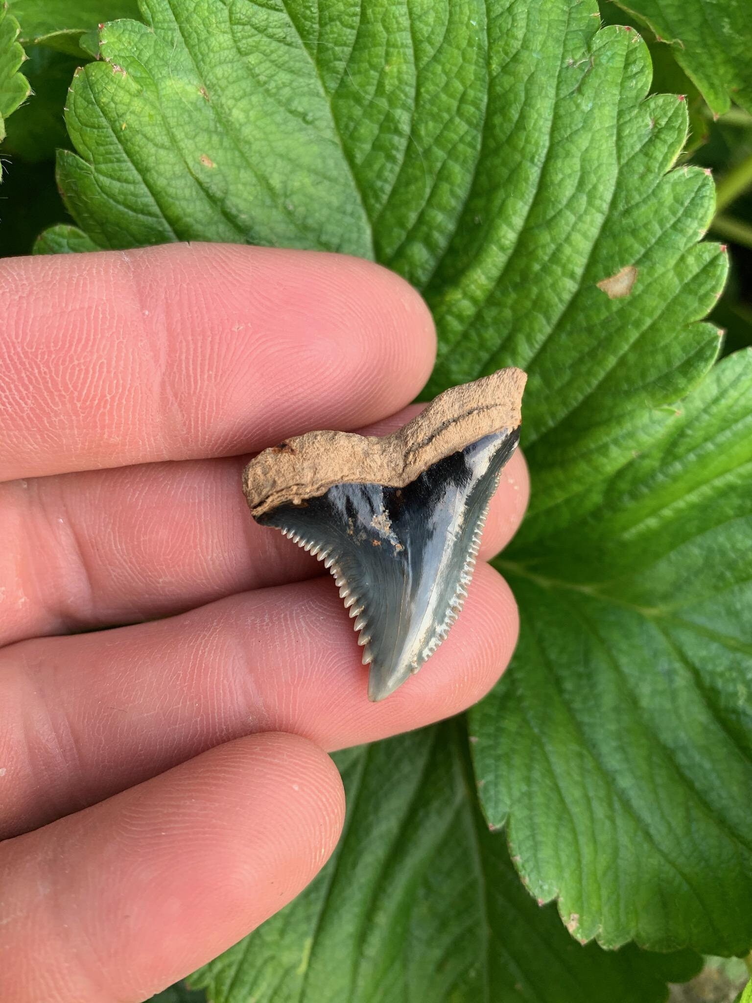 Hemipristis Serra/snaggle Tooth Shark/fossil Shark Tooth/collected in ...