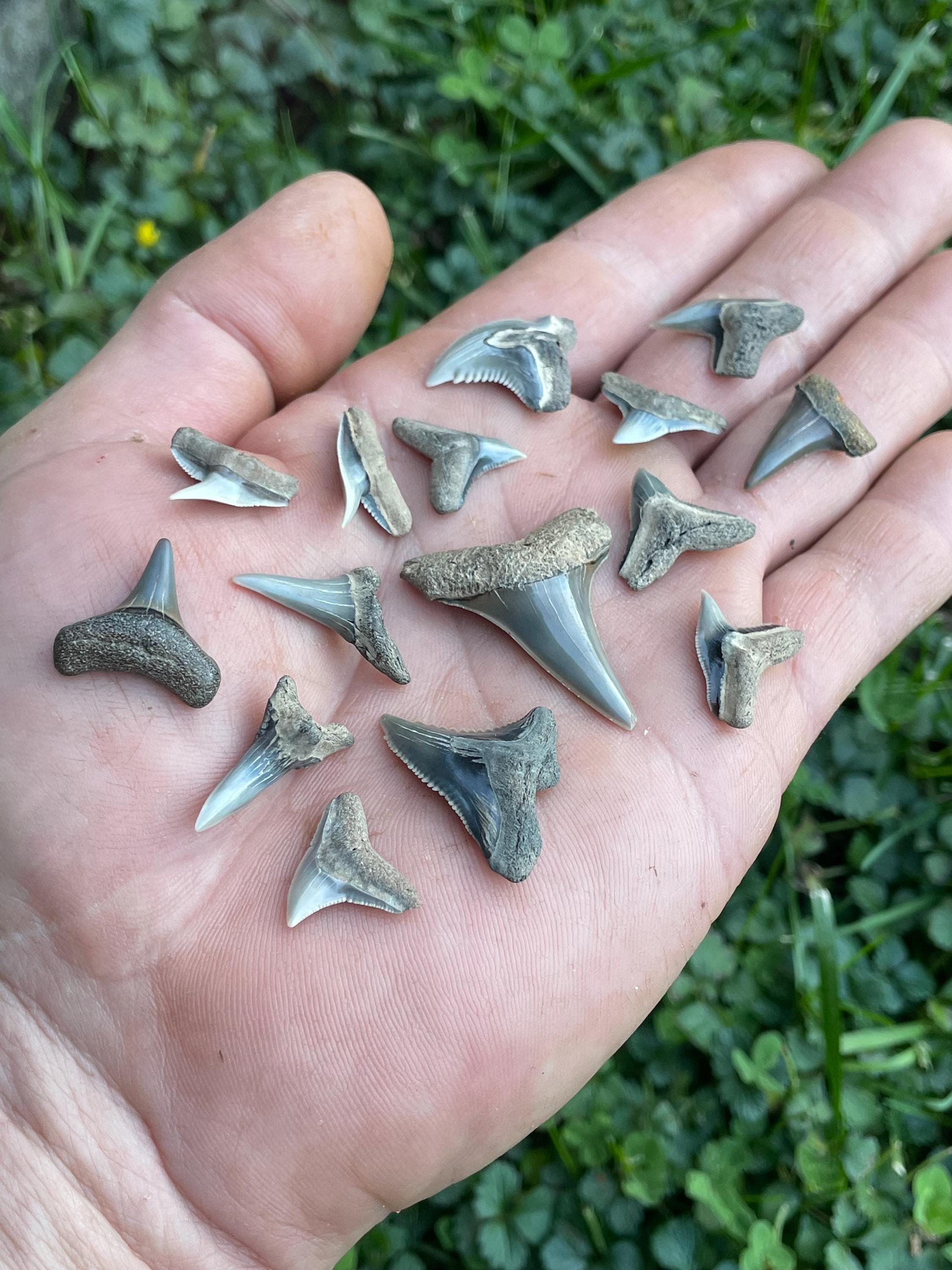 Set of (15) Fossil Shark Teeth/calvert Cliffs Fossil Shark Teeth/top ...