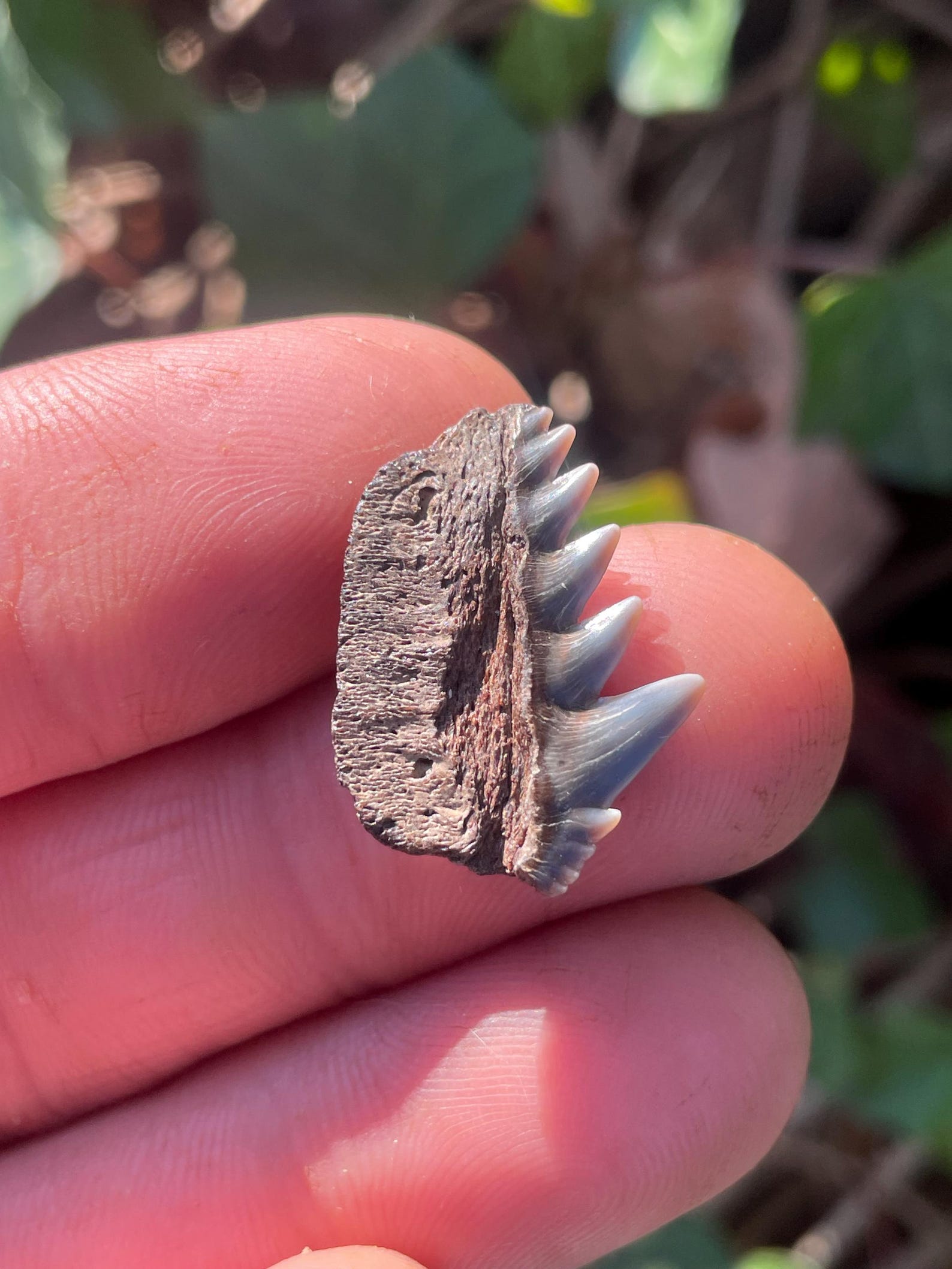 Fossil Cow Shark Tooth/notorynchus Primigenius/fossil Shark Teeth ...