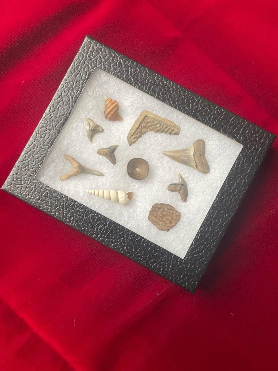 Miocene Fossils With Display Case/fossil Gift Set/calvert Cliffs ...