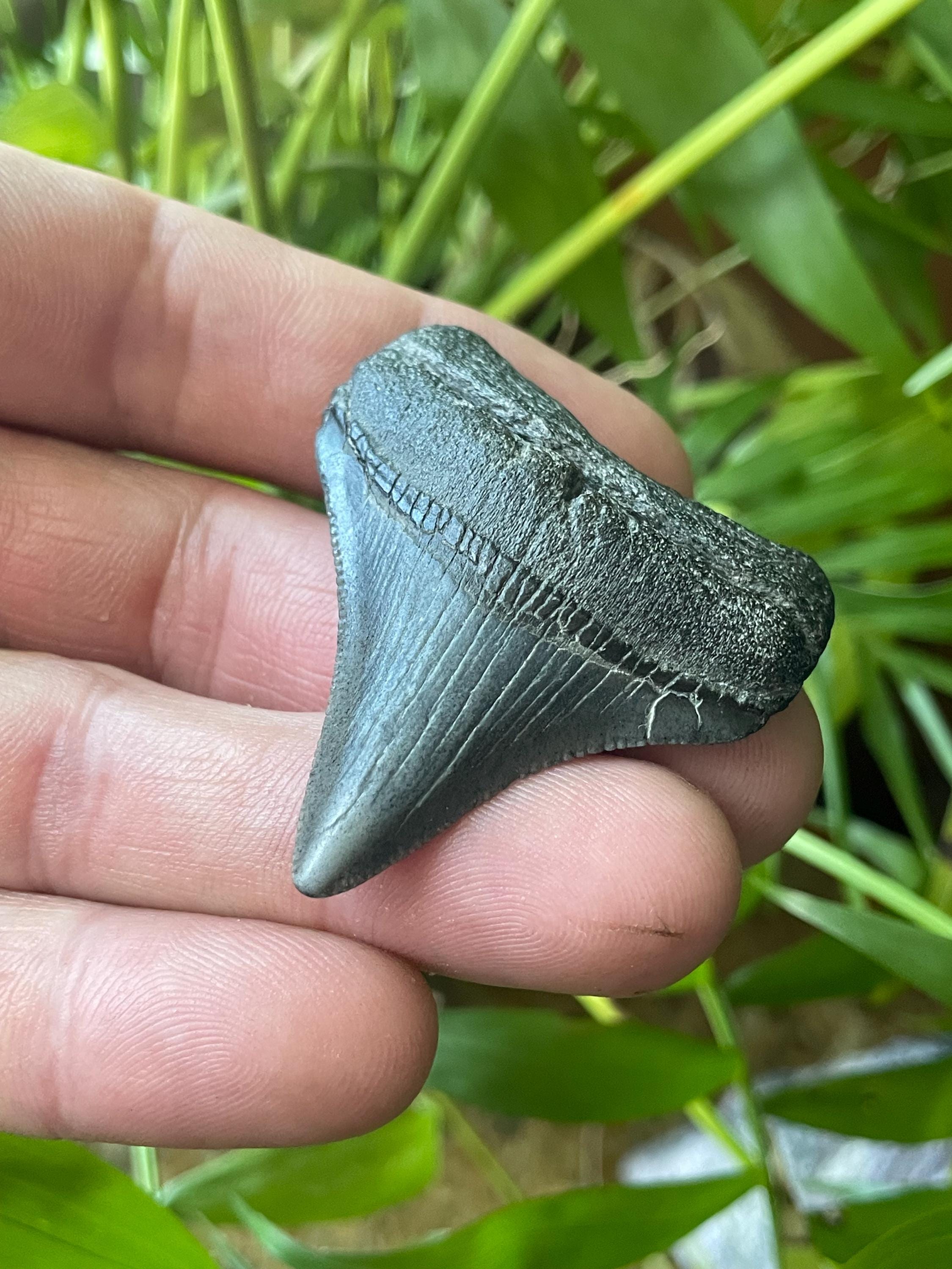 Megalodon Fossil Shark Tooth/calvert Cliffs Maryland/fossil Shark Teeth ...