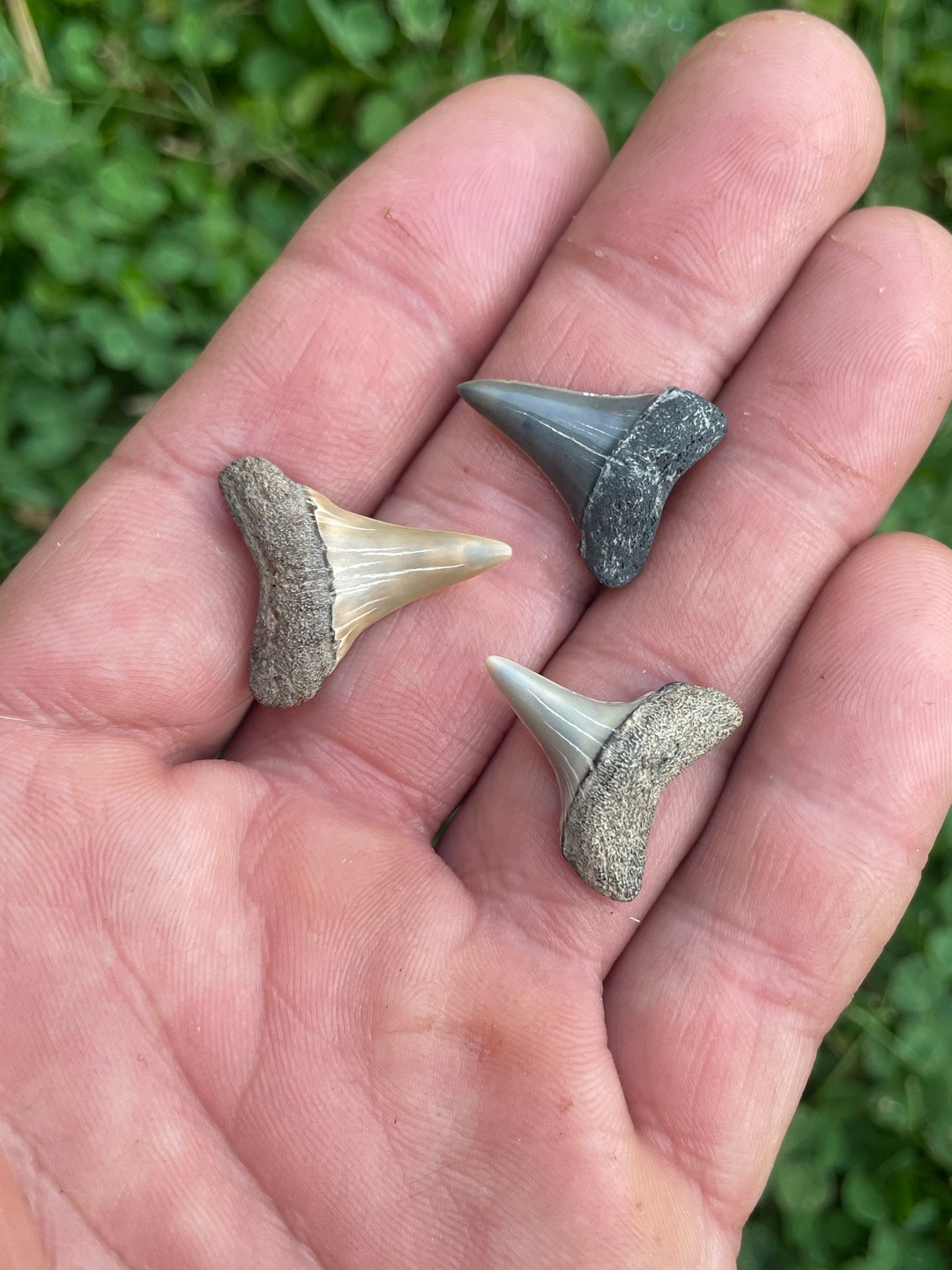 Carcharodon Hastalis Fossil Shark Teeth-3pack/calvert Cliffs Maryland ...