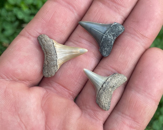 Carcharodon Hastalis Fossil Shark Teeth-3pack/calvert Cliffs Maryland ...