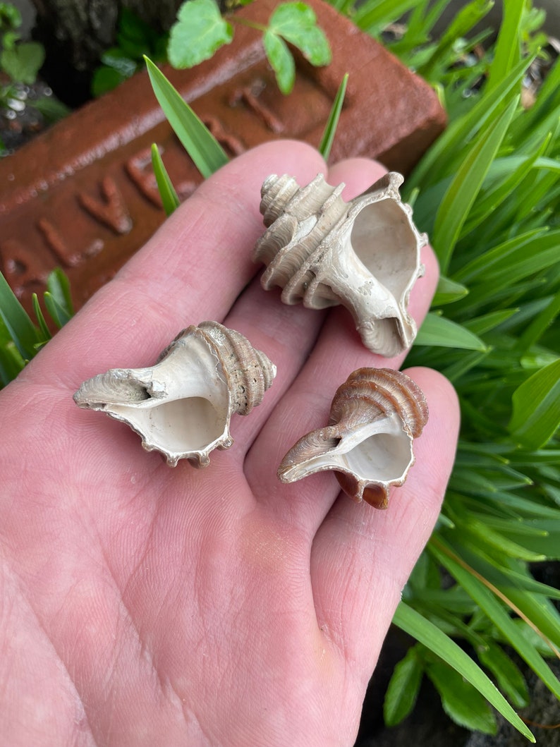 Set of 3 Ecphora Gardnerae Fossil Seashells/calvert Cliffs Maryland ...