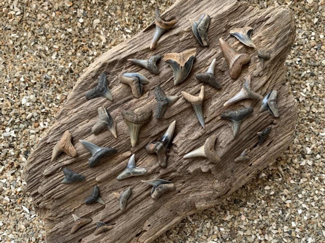 30 Grade A Miocene Shark Teeth/calvert Cliffs Md/mixed - Etsy