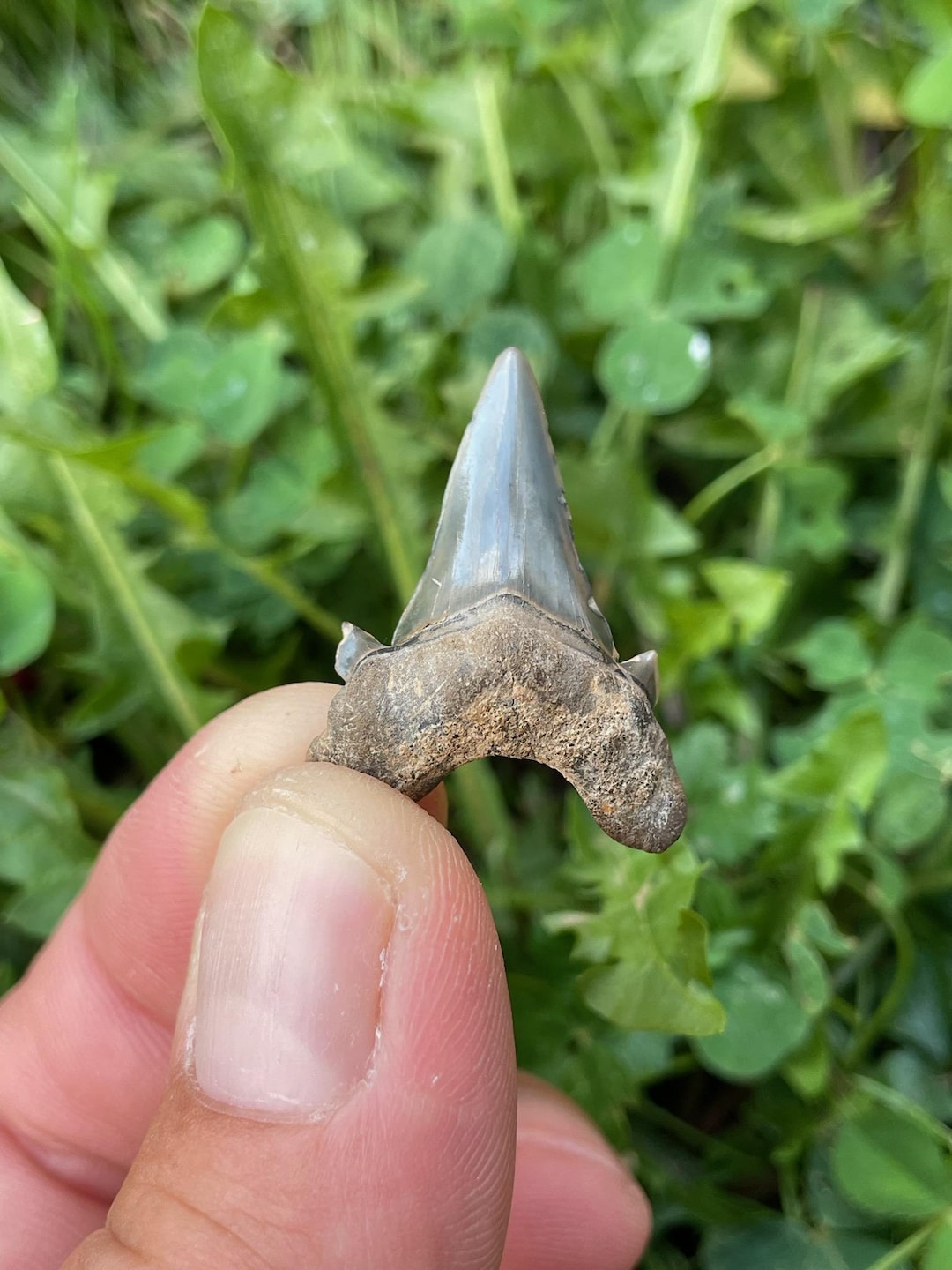 Otodus Obliquus Shark Tooth 1 3/8"/maryland Paleocene/fossil Shark ...