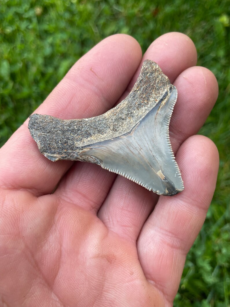 Megalodon Fossil Shark Tooth/calvert Formation/calvert Cliffs Maryland ...