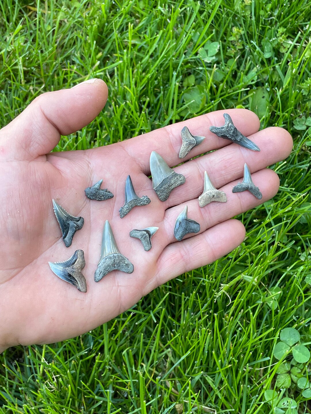Calvert Cliffs Fossil Shark Teeth/set of 12/top Quality Miocene Fossils ...