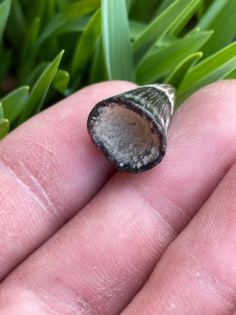 Fossil Crocodile Tooth/apex Predator-marine Fossils/calvert Cliffs ...