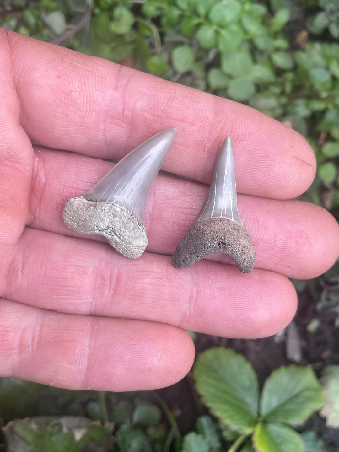 Carcharodon Hastalis/set of 2/fossil Shark Teeth/choptank Formation ...