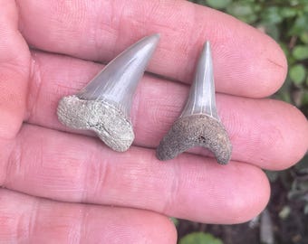 Set of (15) Fossil Shark Teeth/calvert Cliffs Fossil Shark Teeth/top ...