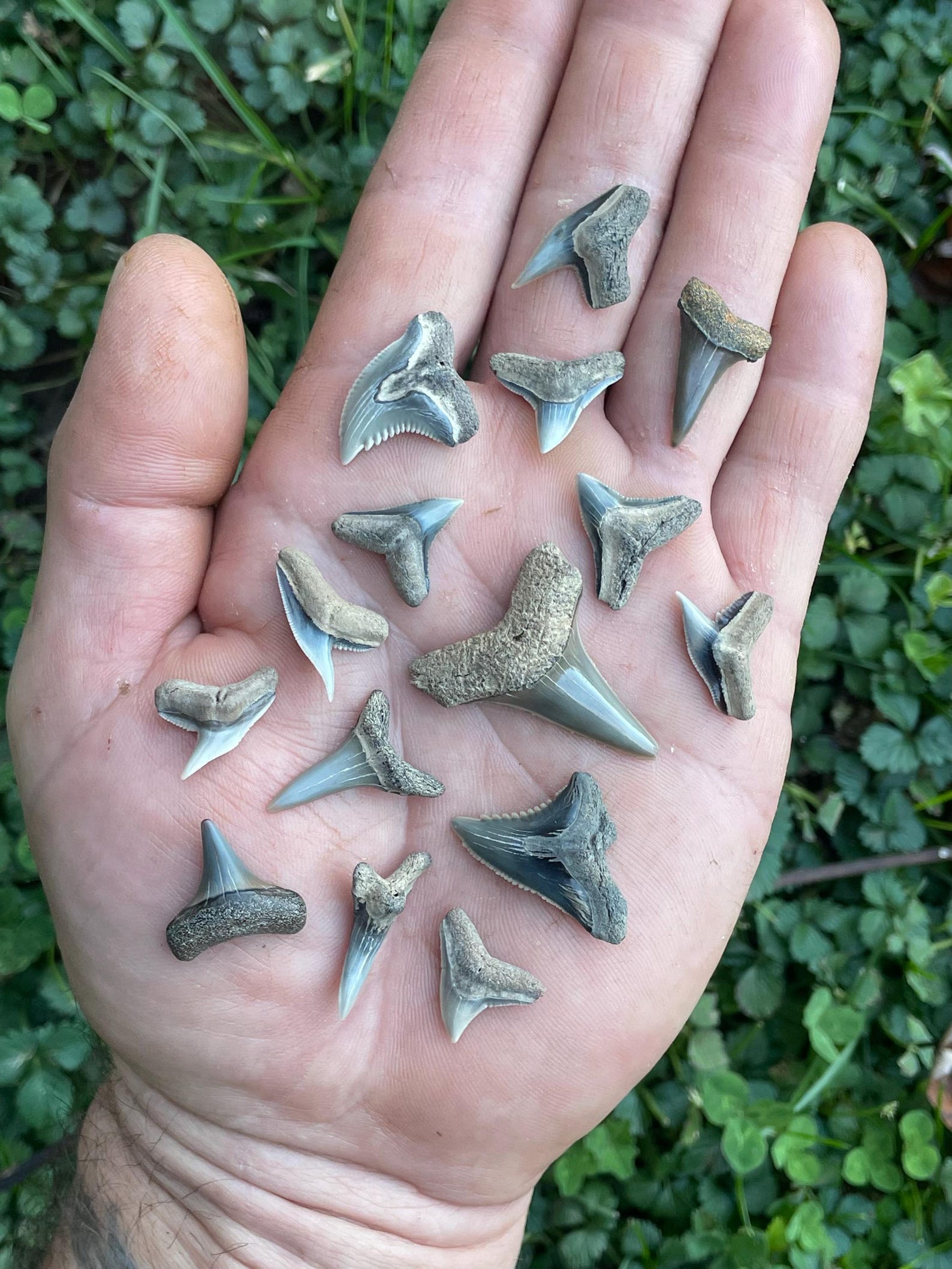 Set of (15) Fossil Shark Teeth/calvert Cliffs Fossil Shark Teeth/top ...