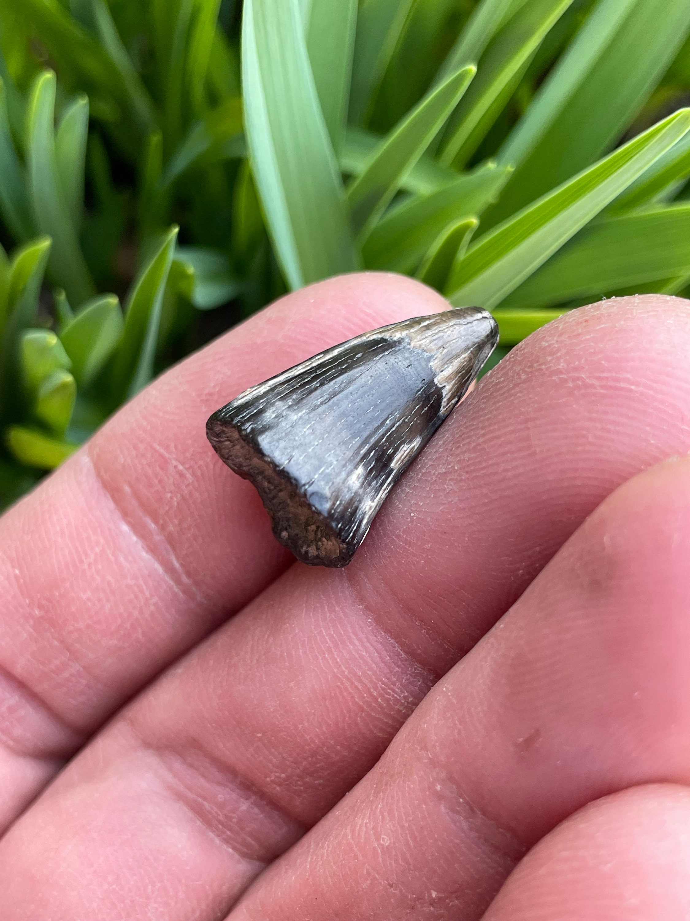 Fossil Crocodile Tooth/apex Predator-marine Fossils/calvert Cliffs ...