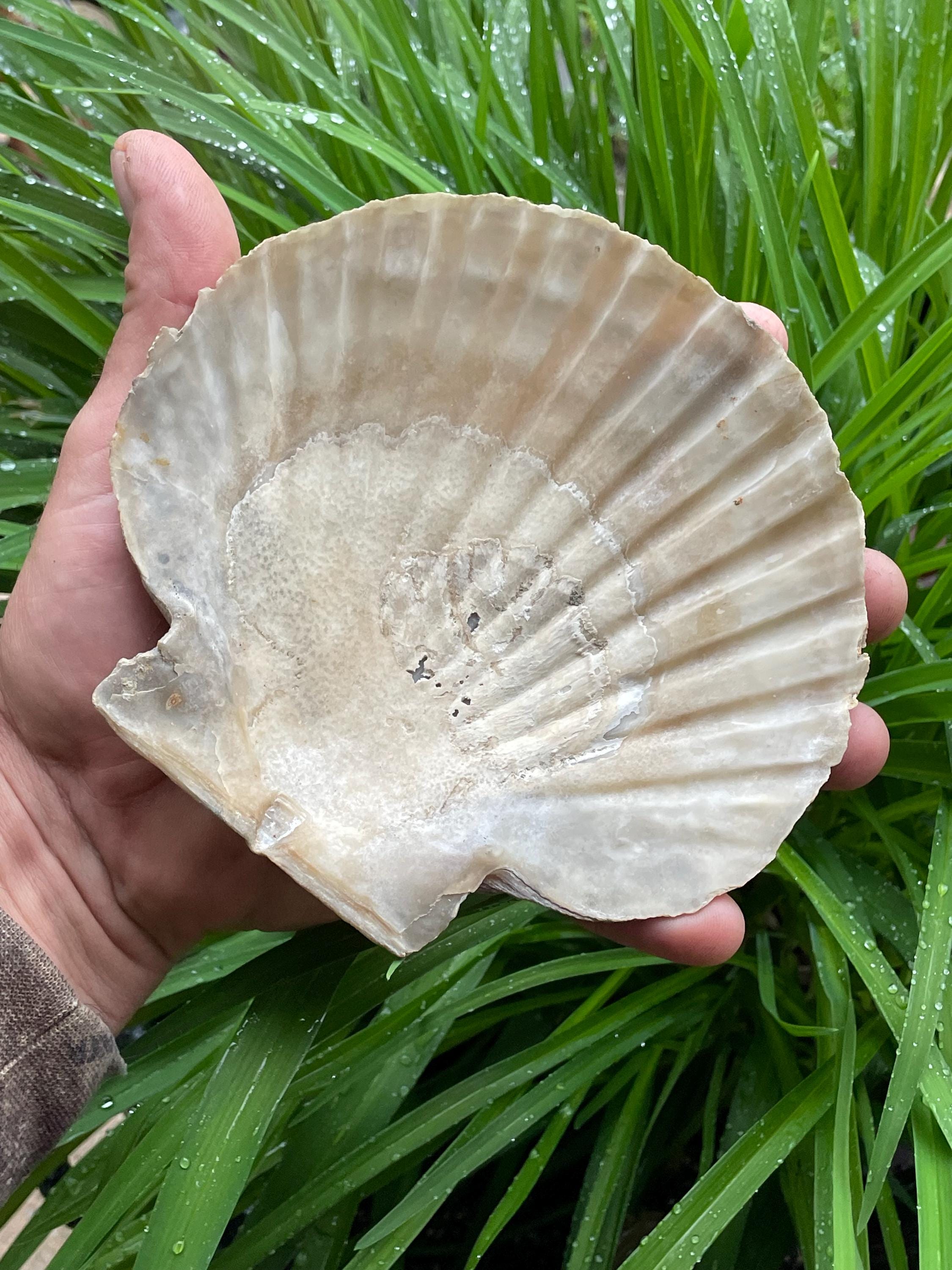 Chesapecten Nefrens/fossil Seashell/zone 19, Choptank Formation/calvert ...