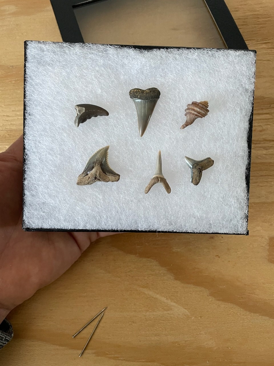 Calvert Cliffs Fossils With Display Case/fossil Shark Teeth/coastal ...