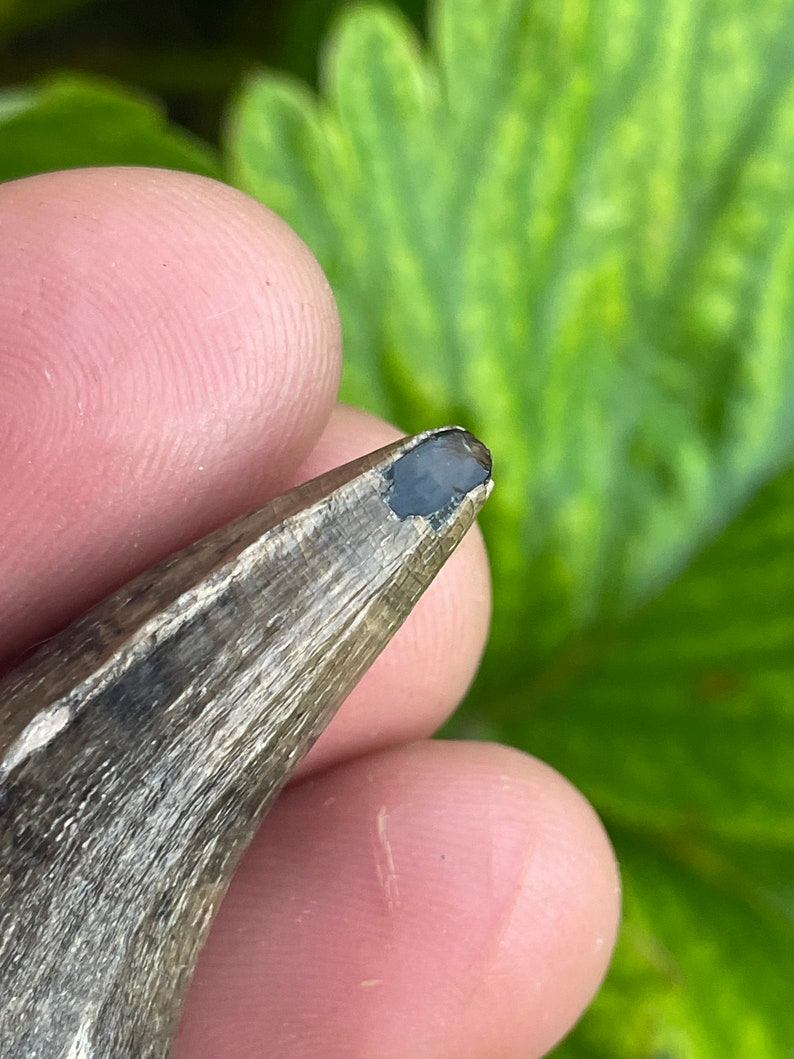 Large Fossil Crocodile Tooth/apex Predator/calvert Formation/calvert ...