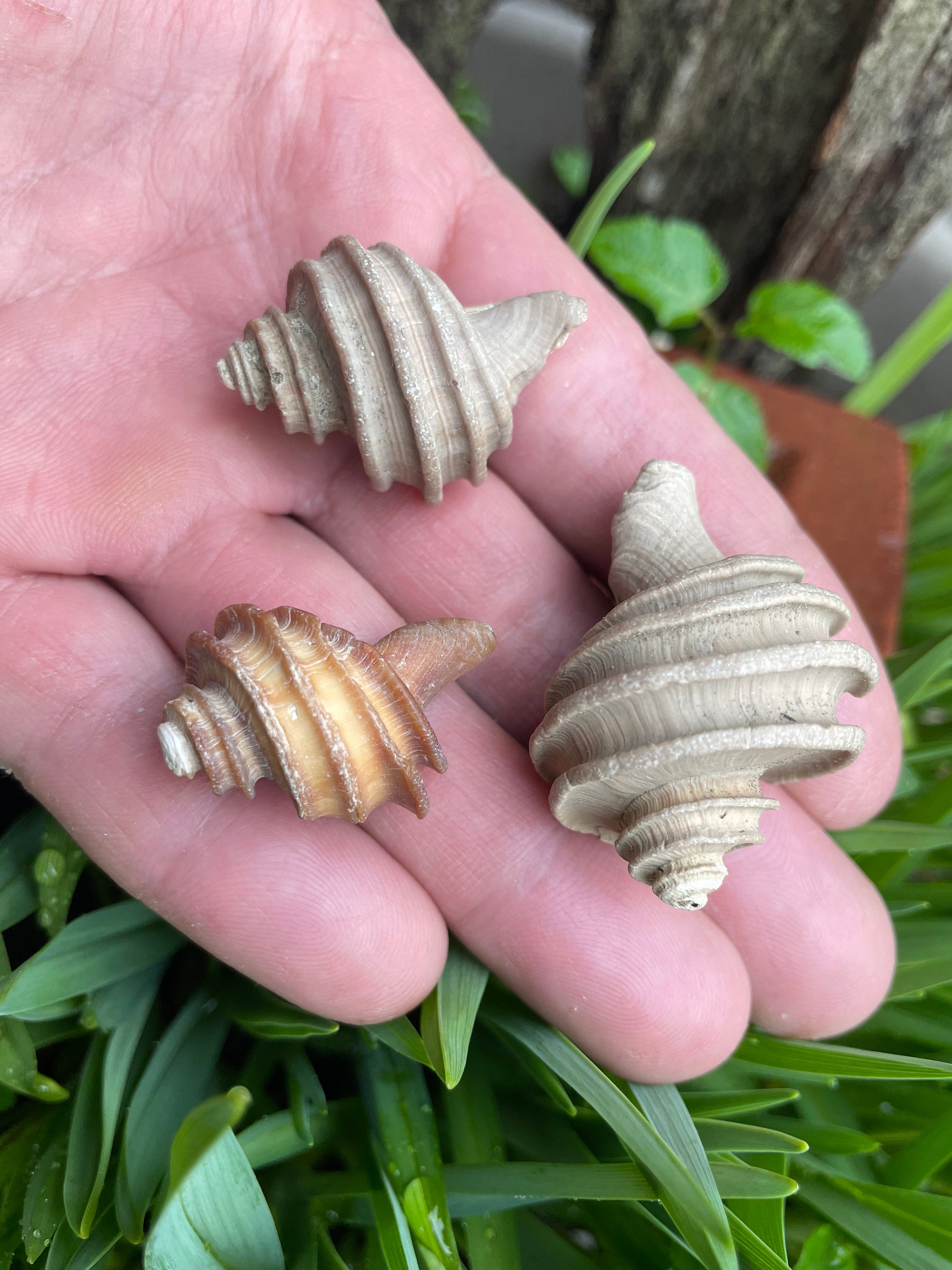 Set of 3 Ecphora Gardnerae Fossil Seashells/calvert Cliffs Maryland ...
