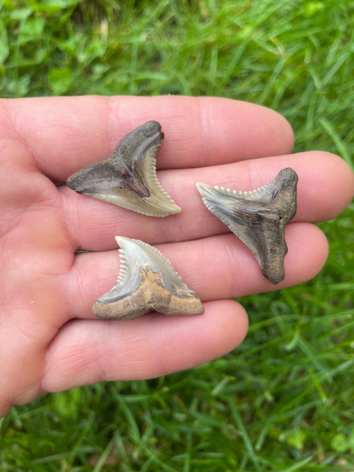 Hemipristis Serra 3 Pack/fossil Shark Teeth/calvert Cliffs Maryland - Etsy