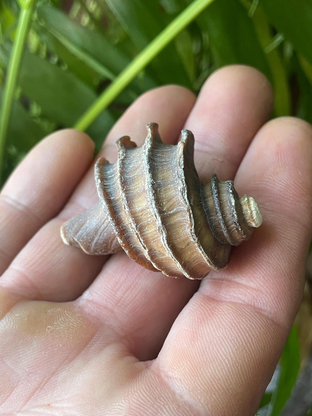 Ecphora Gardnerae/fossil Seashell/saint Marys Formation/calvert Cliffs ...