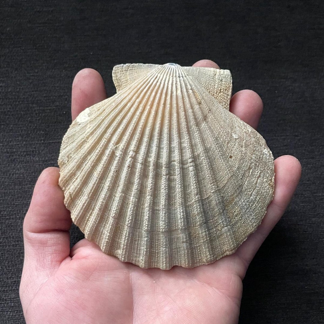 Chesapectin Nefrens Scallop Shell/zone 19/calvert Cliffs Maryland ...