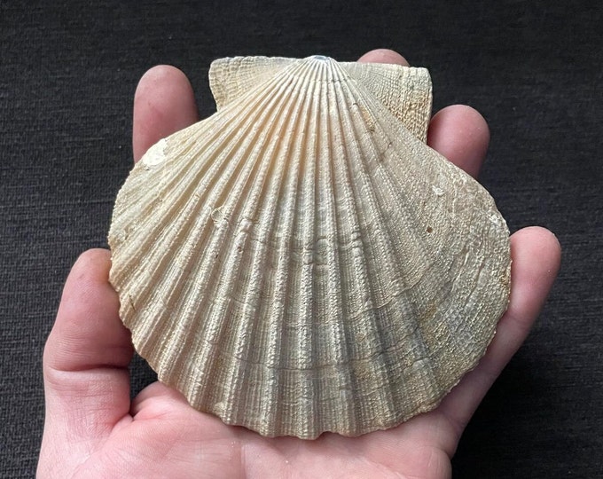 Chesapectin Nefrens Scallop Shell/zone 19/calvert Cliffs Maryland ...
