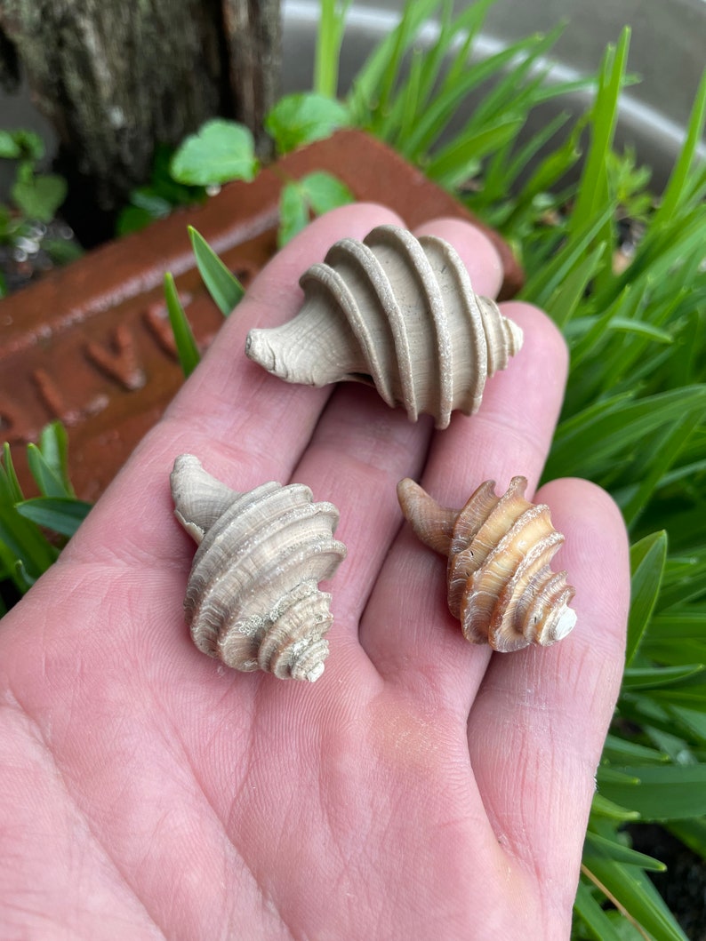 Set of 3 Ecphora Gardnerae Fossil Seashells/calvert Cliffs Maryland ...