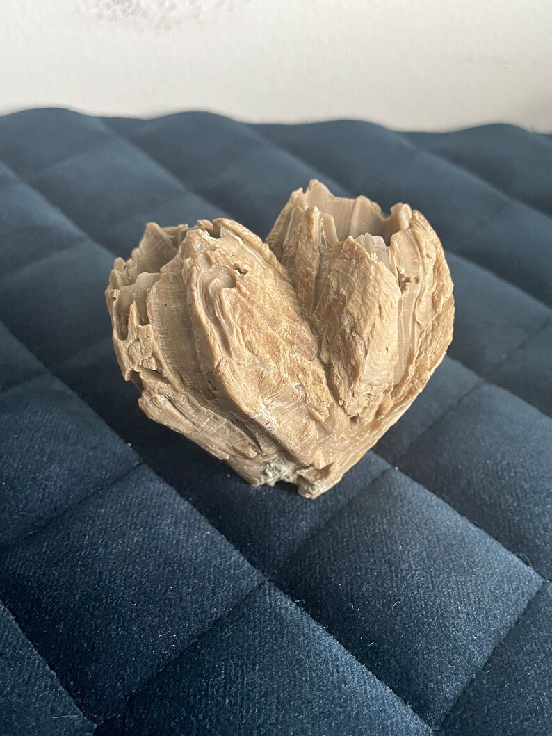 Miocene Barnacles Cluster/fossil Seashells/zone 17, Calvert Cliffs ...