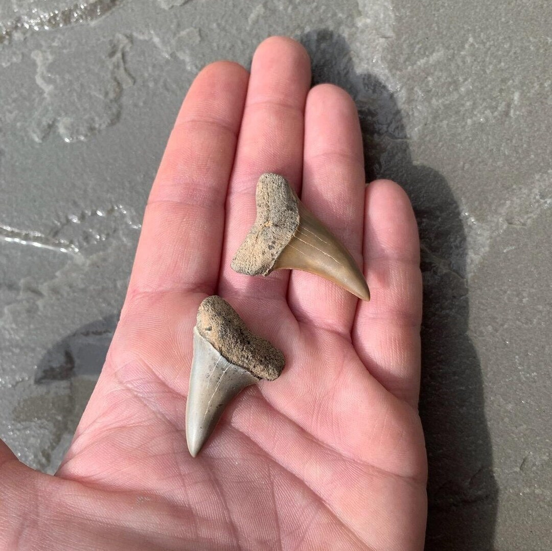 Extinct Mako Shark Teeth/carcharodon Hastalas/calvert Cliff Fossils ...