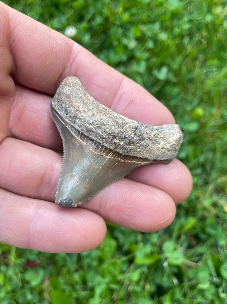 Megalodon Fossil Shark Tooth/calvert Formation/calvert Cliffs Maryland ...