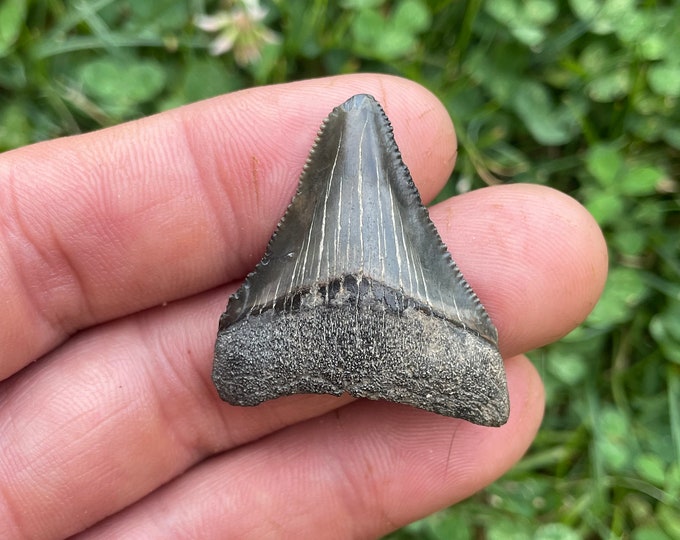 Megalodon Shark Tooth/fossil Shark Teeth/calvert Cliffs Maryland - Etsy