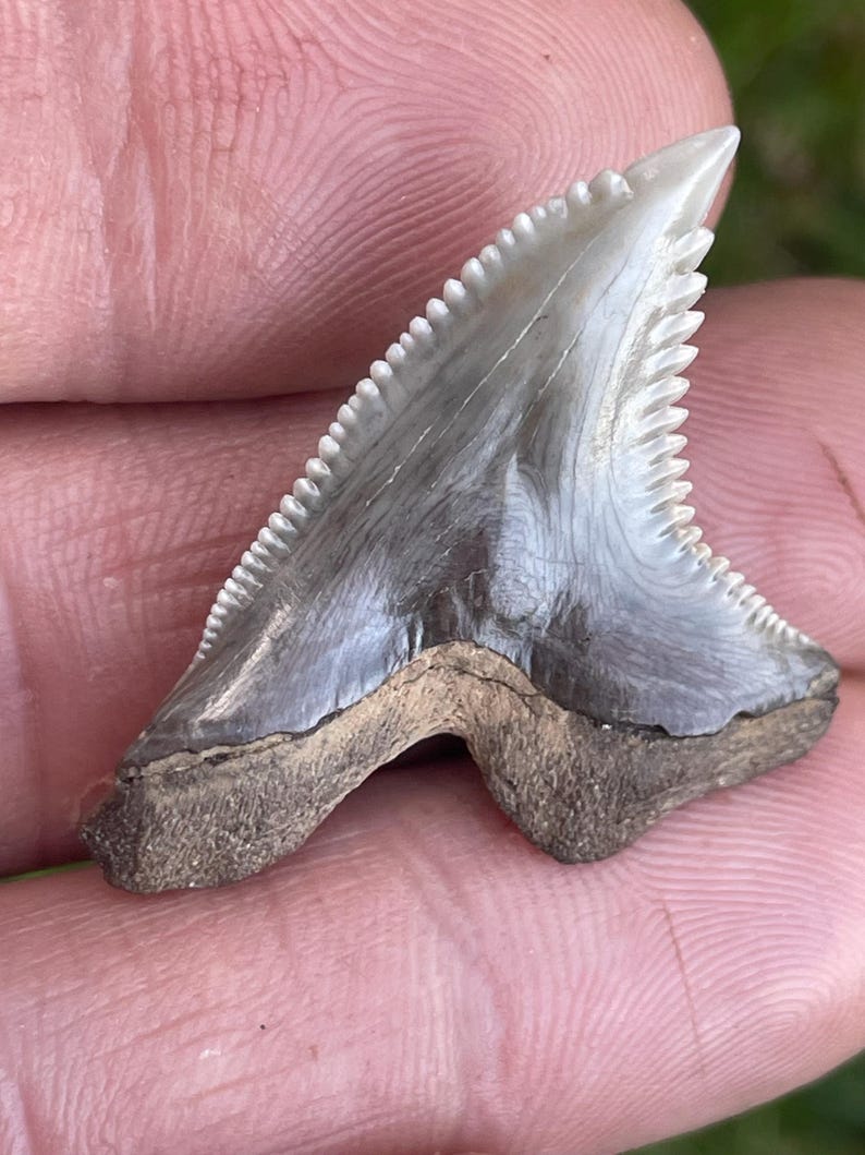 Hemipristis Serra/fossil Shark Tooth/calvert Cliffs Maryland/snaggle ...