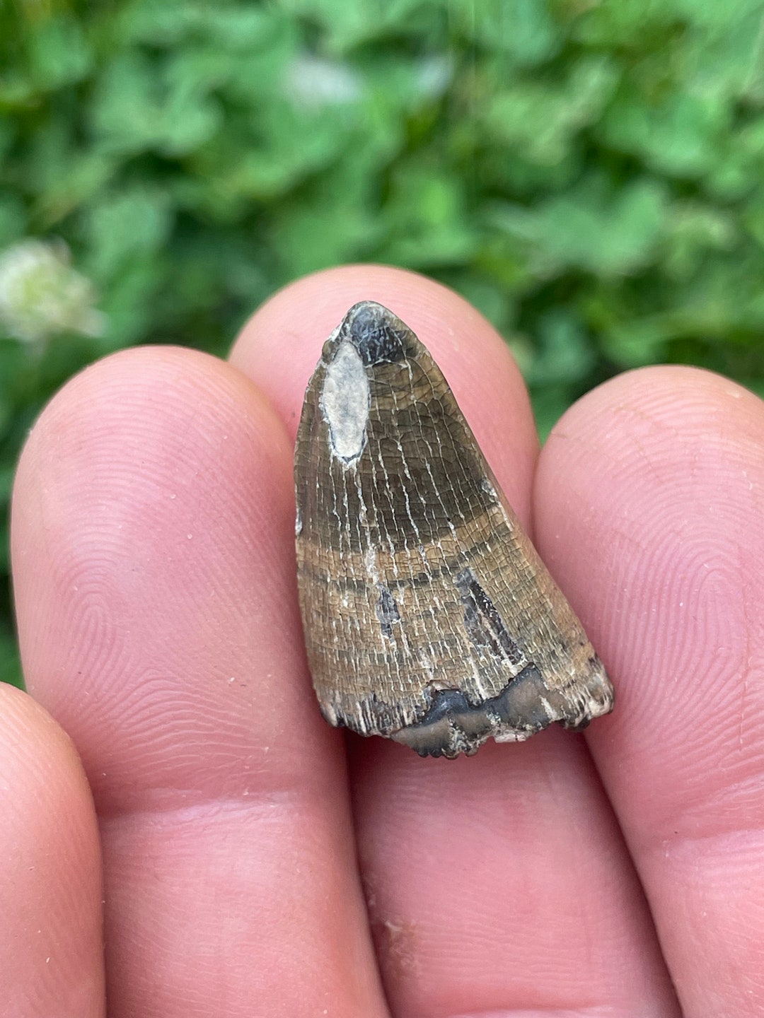 Fossil Crocodile Tooth/apex Predator-reptile Tooth/calvert Cliffs ...