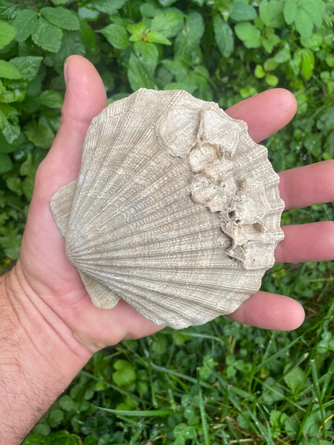 Chesapecten Nefrens Seashell/fossil Scallop Shell/zone 19 Boston Cliffs ...