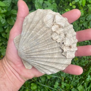Chesapecten Nefrens Seashell/fossil Scallop Shell/zone 19 Boston Cliffs ...