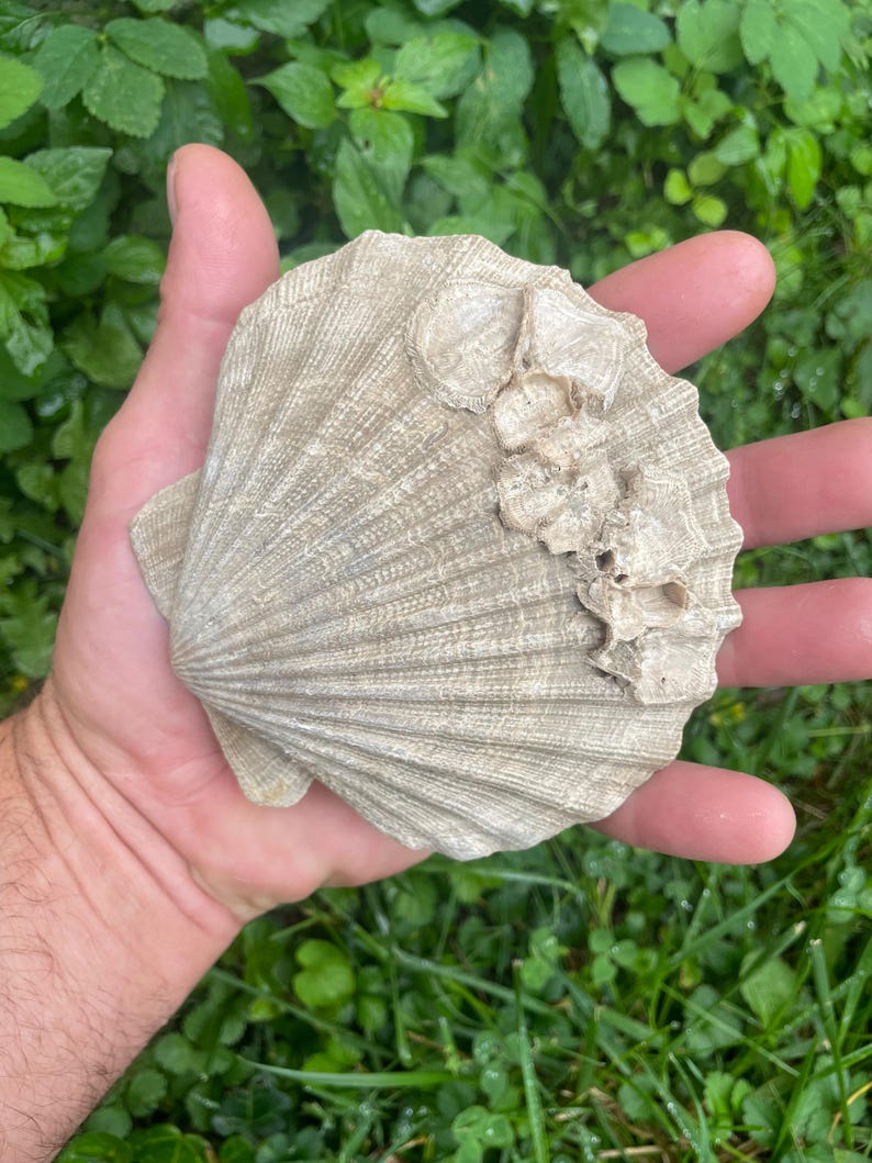 Chesapecten Nefrens Seashell/fossil Scallop Shell/zone 19 Boston Cliffs ...