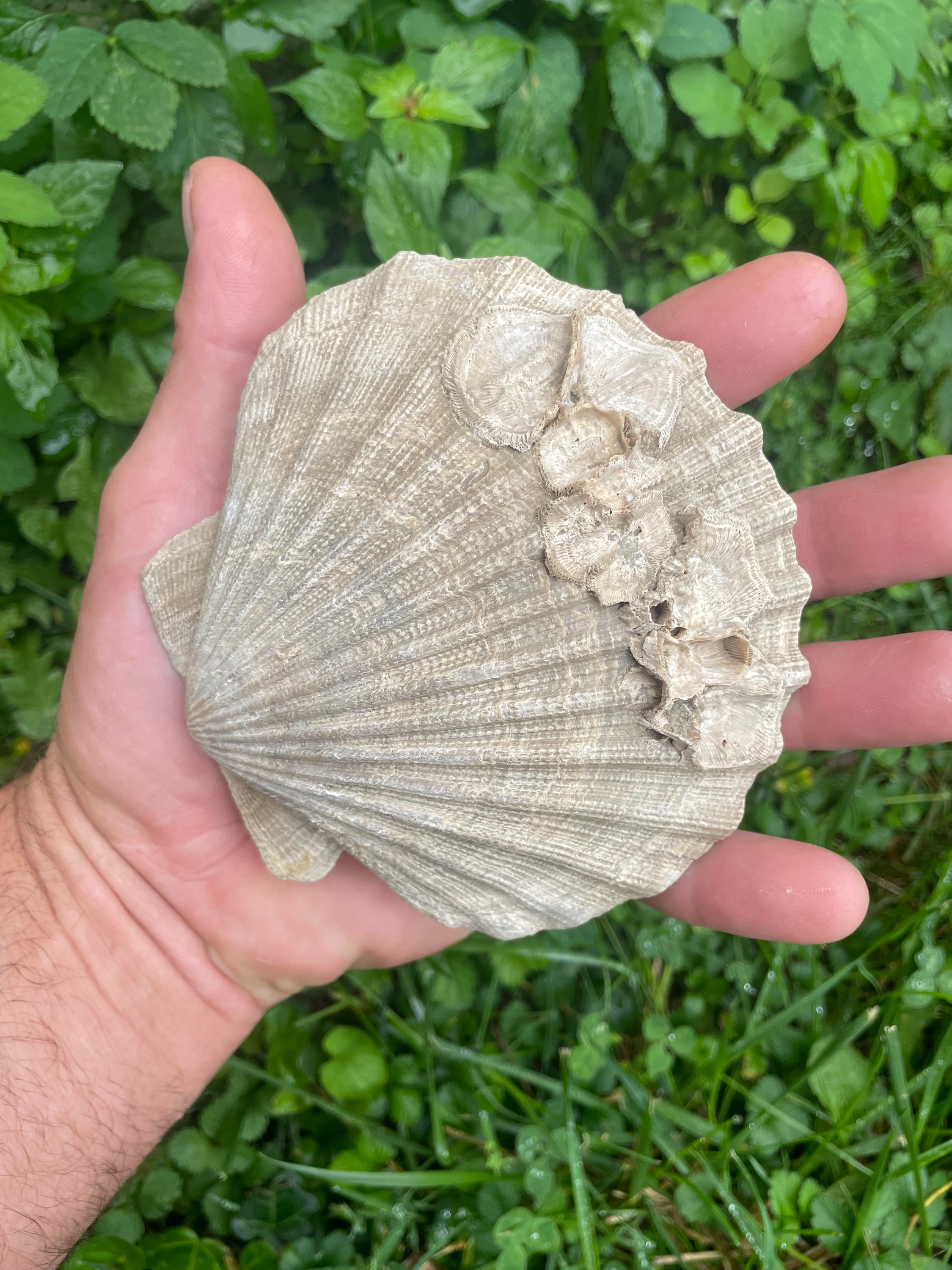 Chesapecten Nefrens Seashell/fossil Scallop Shell/zone 19 Boston Cliffs ...