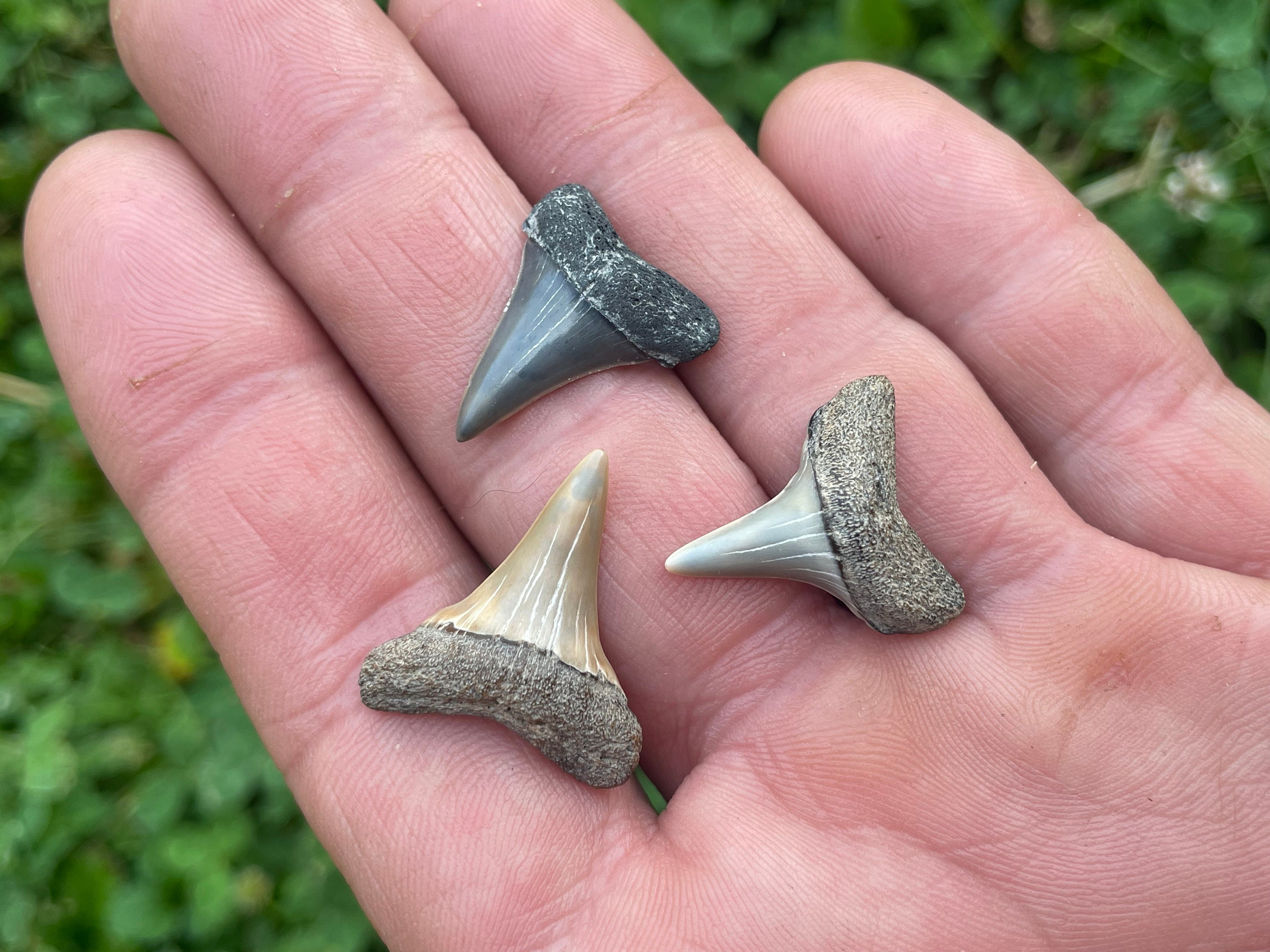 Carcharodon Hastalis Fossil Shark Teeth-3pack/calvert Cliffs Maryland ...