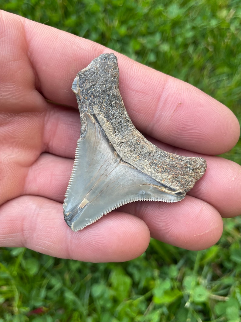 Megalodon Fossil Shark Tooth/calvert Formation/calvert Cliffs Maryland ...