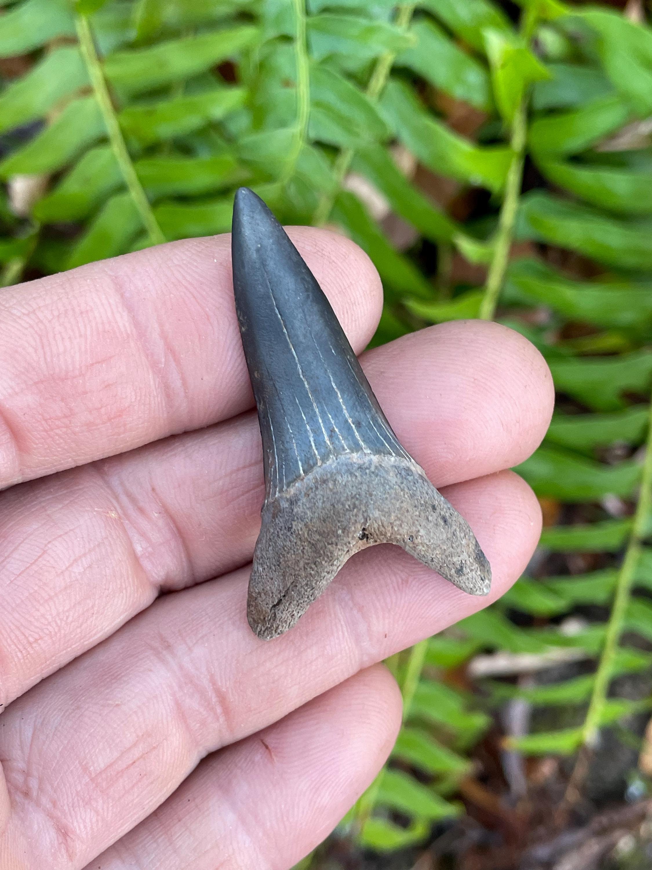Carcharodon Hastalis Fossil Shark Tooth/calvert Formation-fairhaven ...