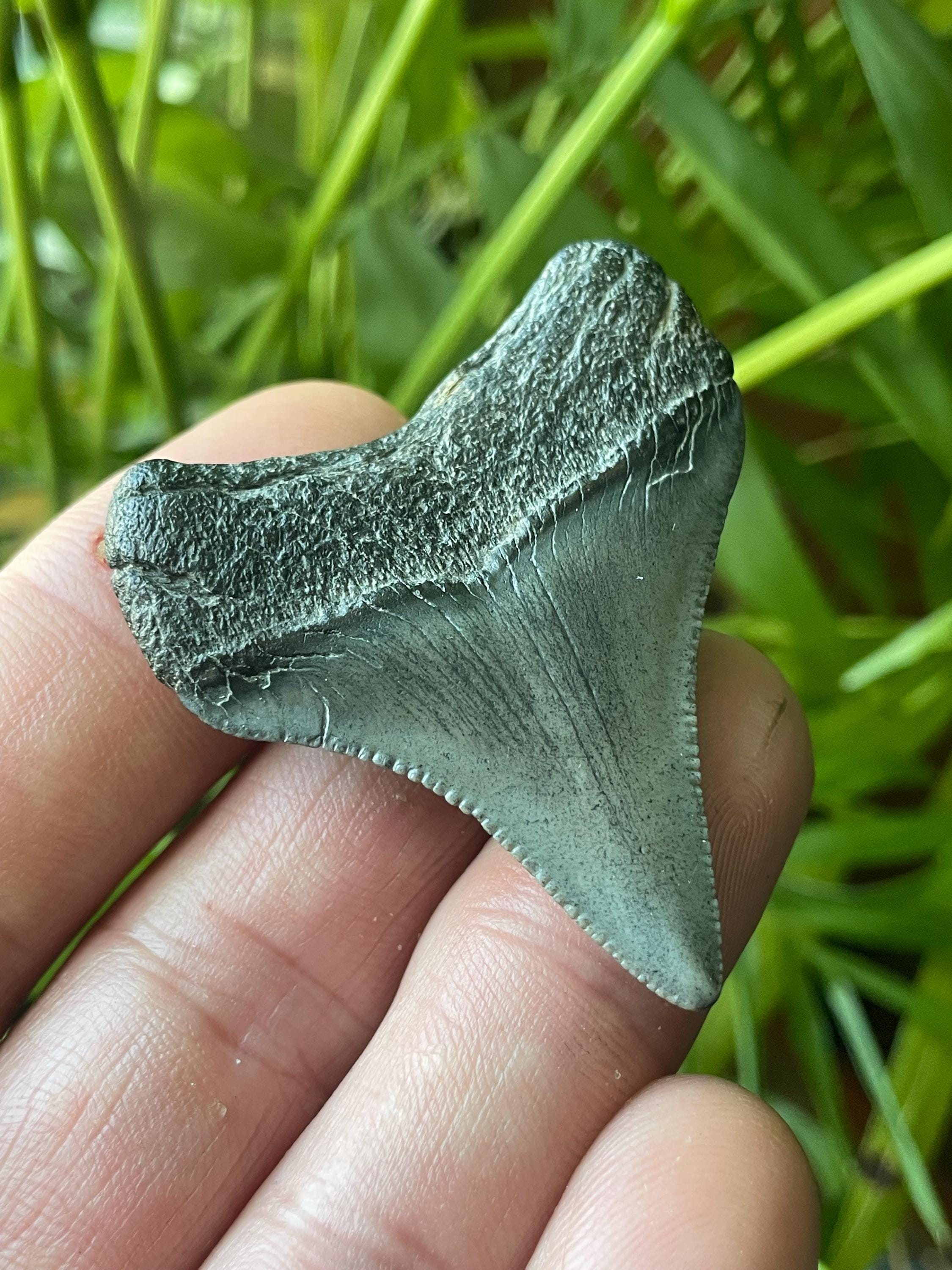 Megalodon Fossil Shark Tooth/calvert Cliffs Maryland/fossil Shark Teeth ...