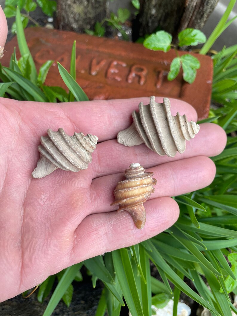 Set of 3 Ecphora Gardnerae Fossil Seashells/calvert Cliffs Maryland ...
