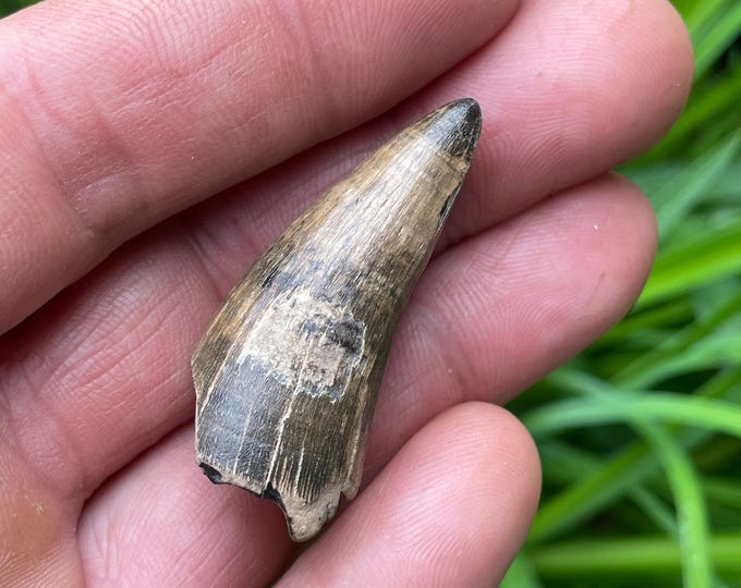 Fossil Crocodile Tooth/ Prehistoric Reptile/calvert Formation/calvert ...