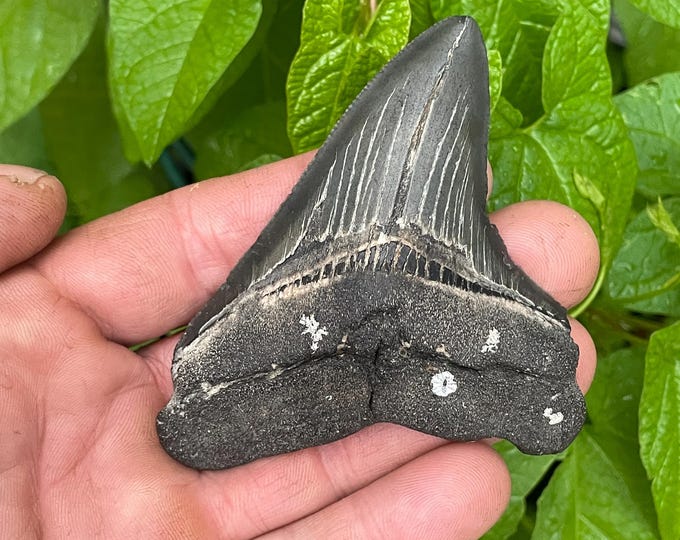 Megalodon Fossil Shark Tooth/matoaka Beach Cabins/choptank Formation ...
