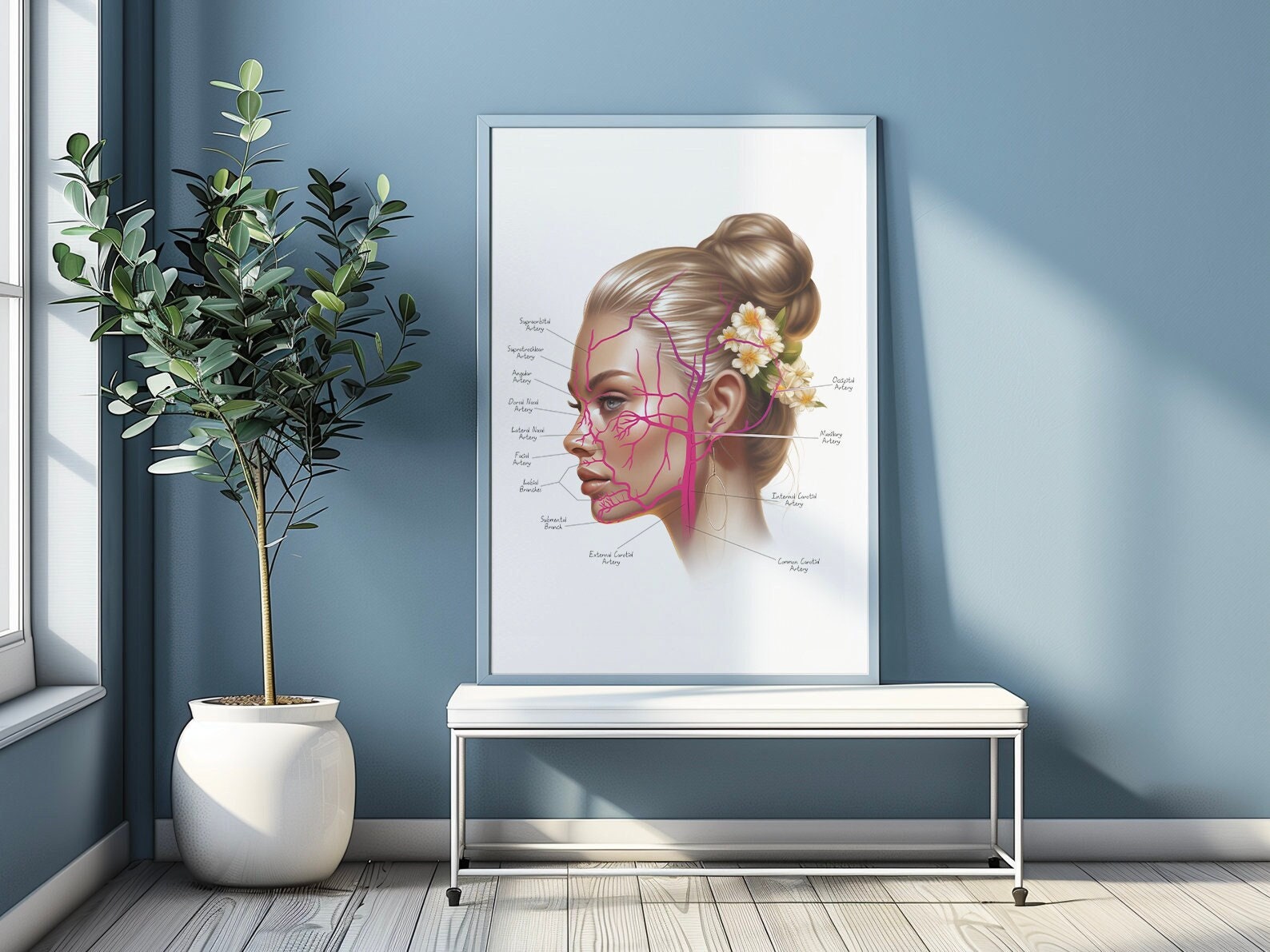 Facial Artery Art Model 3, Facial Anatomy, Esthetician Art, Anatomy ...