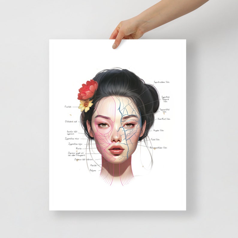 Facial Anatomy Art Print Model 5b, Facial Muscles, Esthetician Art ...