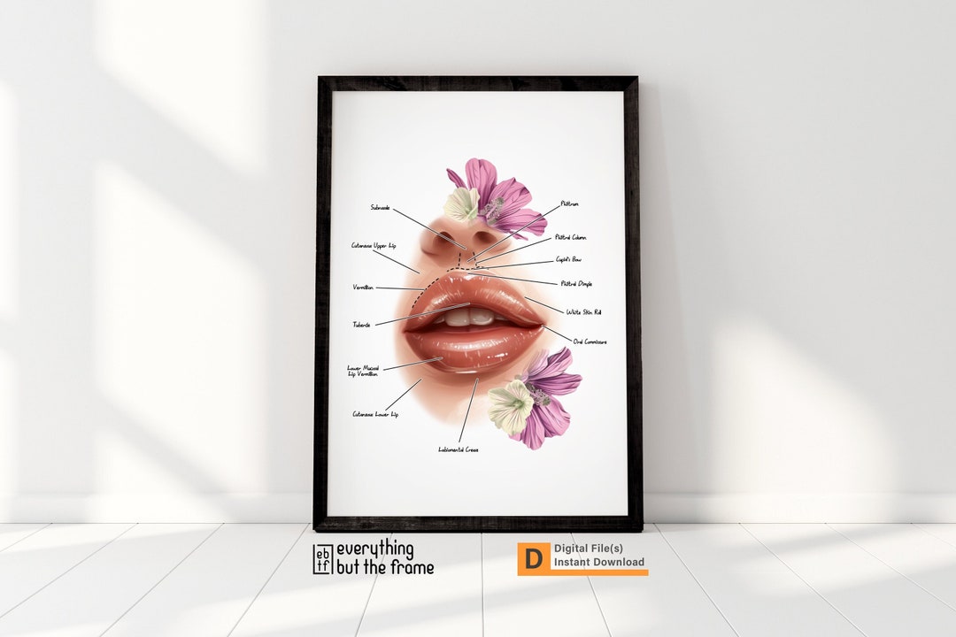 Lip Anatomy Diagram, Esthetician Art, Aesthetician Art, Anatomy Wall ...